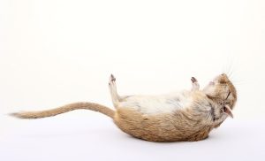 How to train your gerbil to do tricks - Rodents Road